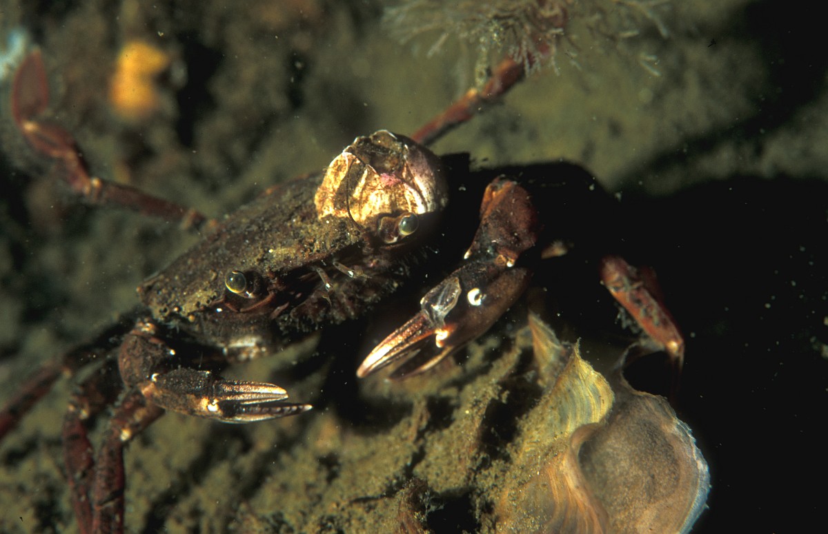 Liocarcinus holsatus, Flying Crab