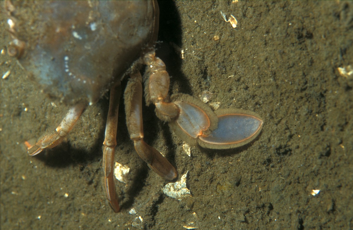 Liocarcinus holsatus, Flying Crab