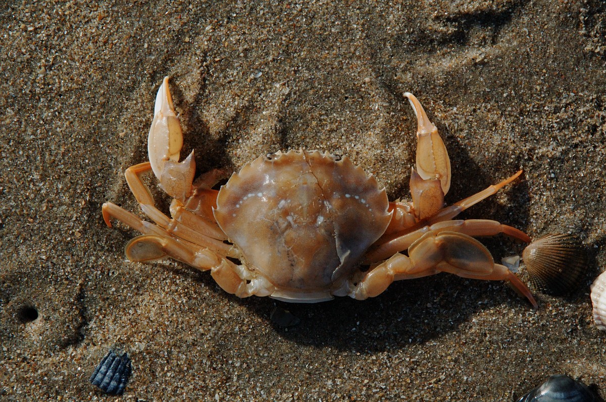 Liocarcinus holsatus, Flying Crab