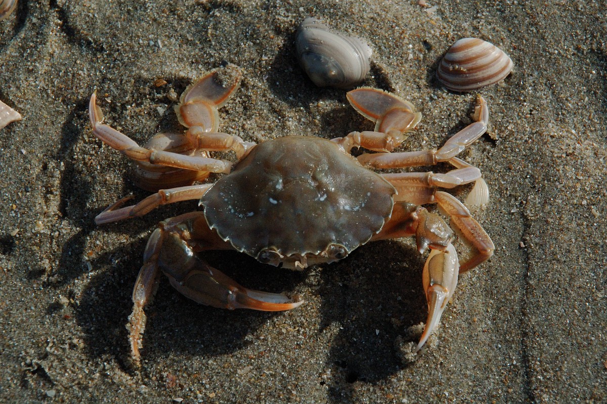 Liocarcinus holsatus, Flying Crab