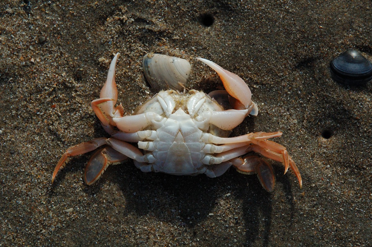 Liocarcinus holsatus, Flying Crab