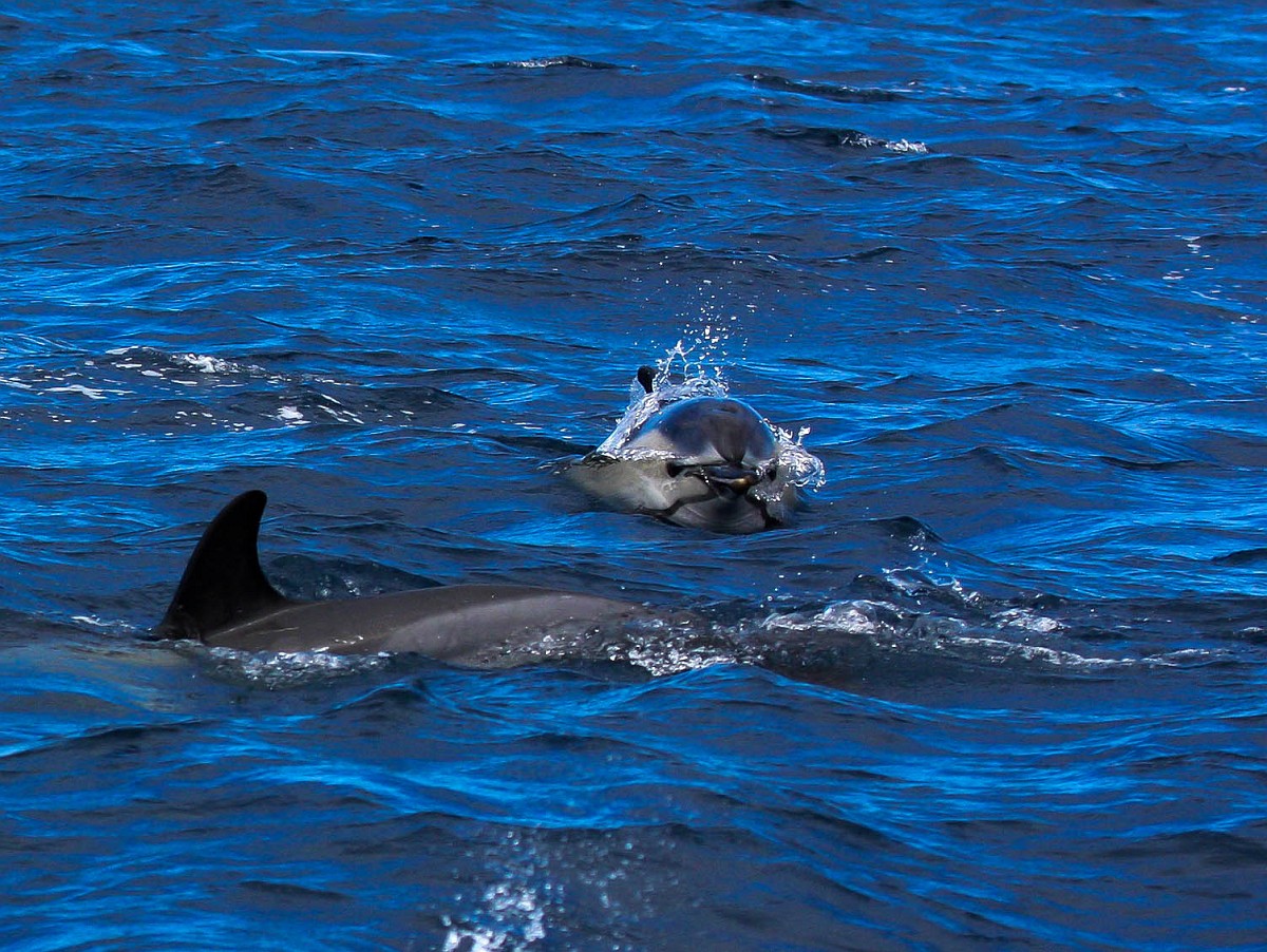 Delphinus delphis, Common Dolphin