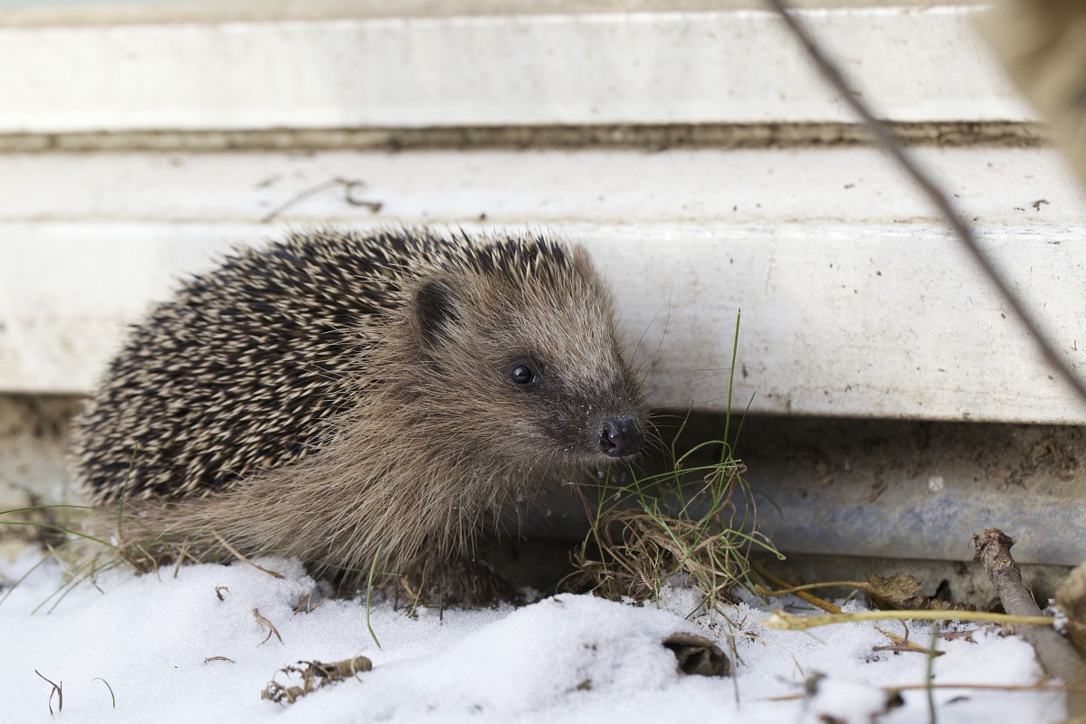 Erinaceus europaeus, Hedgehog