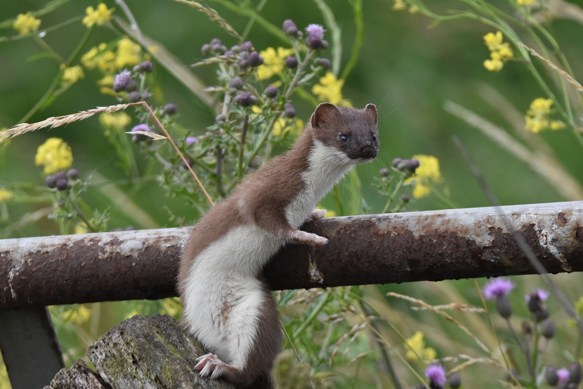 Mustela erminea, Stoat