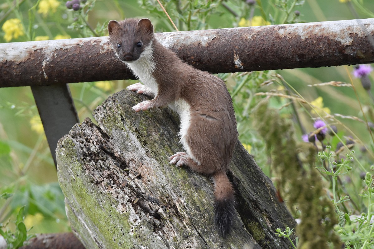 Mustela erminea, Stoat