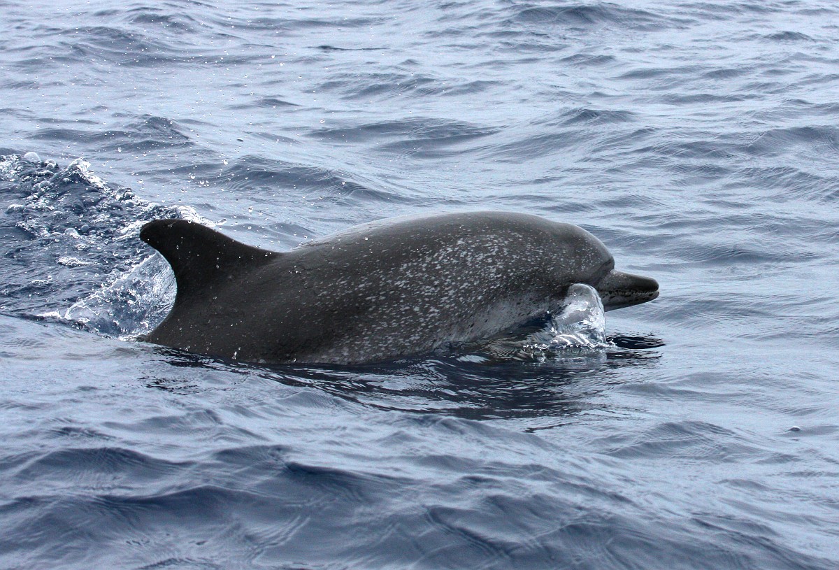 Stenella frontalis, Atlantic spotted Dolphin