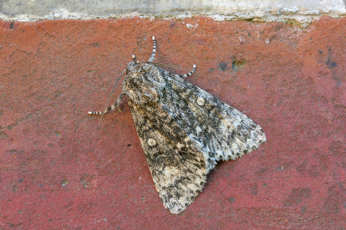 Acronicta megacephala, Poplar Grey