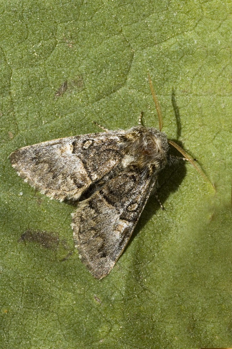 Acronicta megacephala, Poplar Grey
