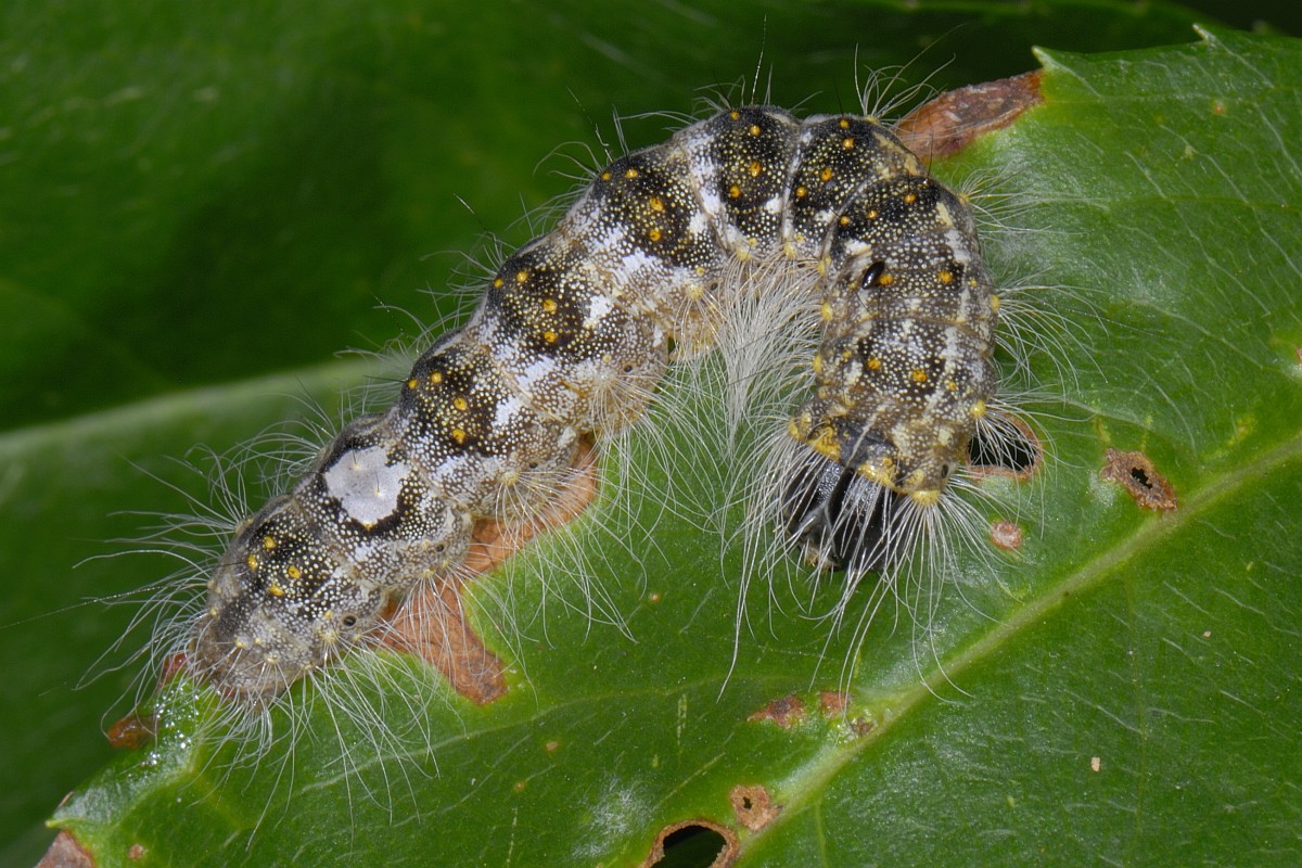 Acronicta megacephala, Poplar Grey