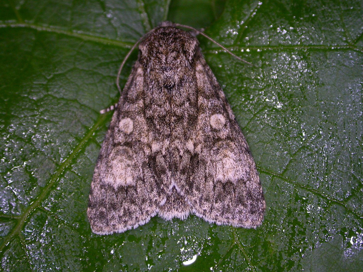 Acronicta megacephala, Poplar Grey