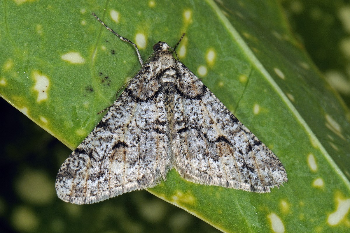 Agriopis leucophaearia, Spring Usher