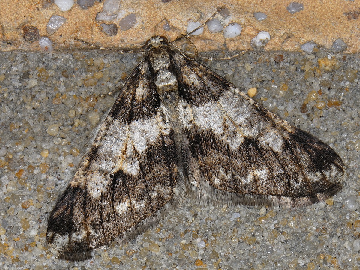 Agriopis leucophaearia, Spring Usher
