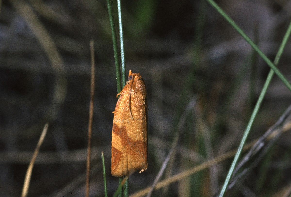 Aphelia ferrugana