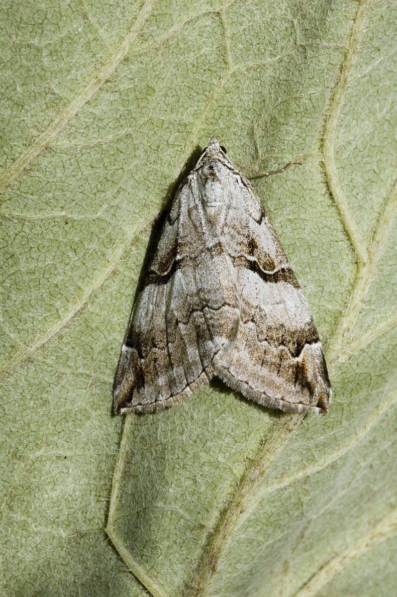 Aplocera praeformata, Purple Treble-bar