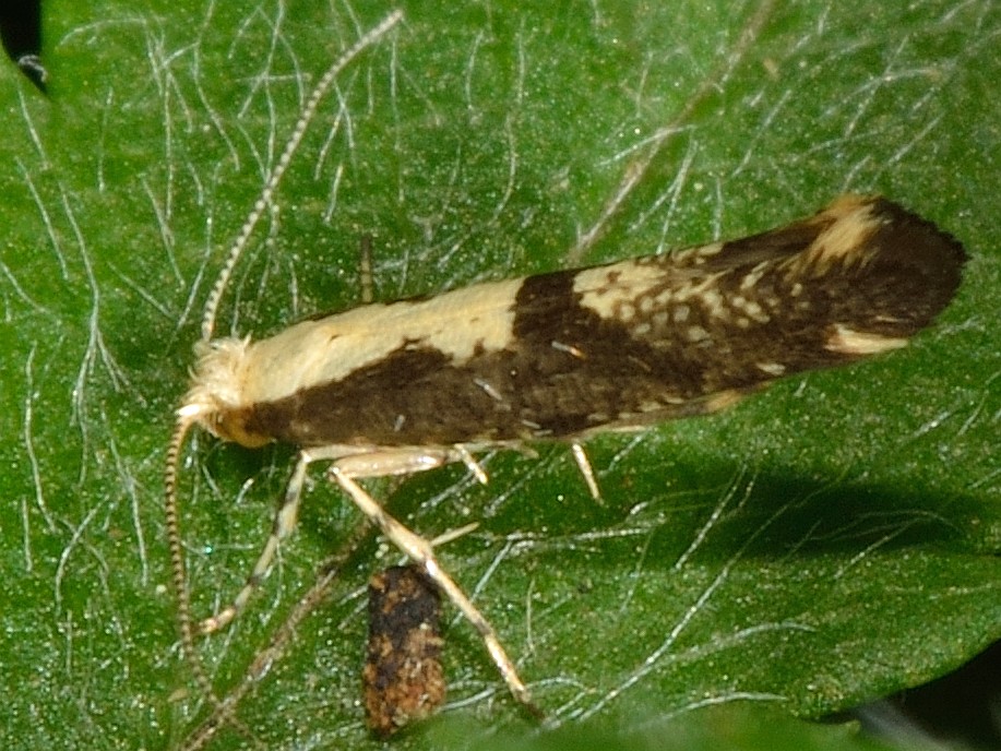 Argyresthia conjugella