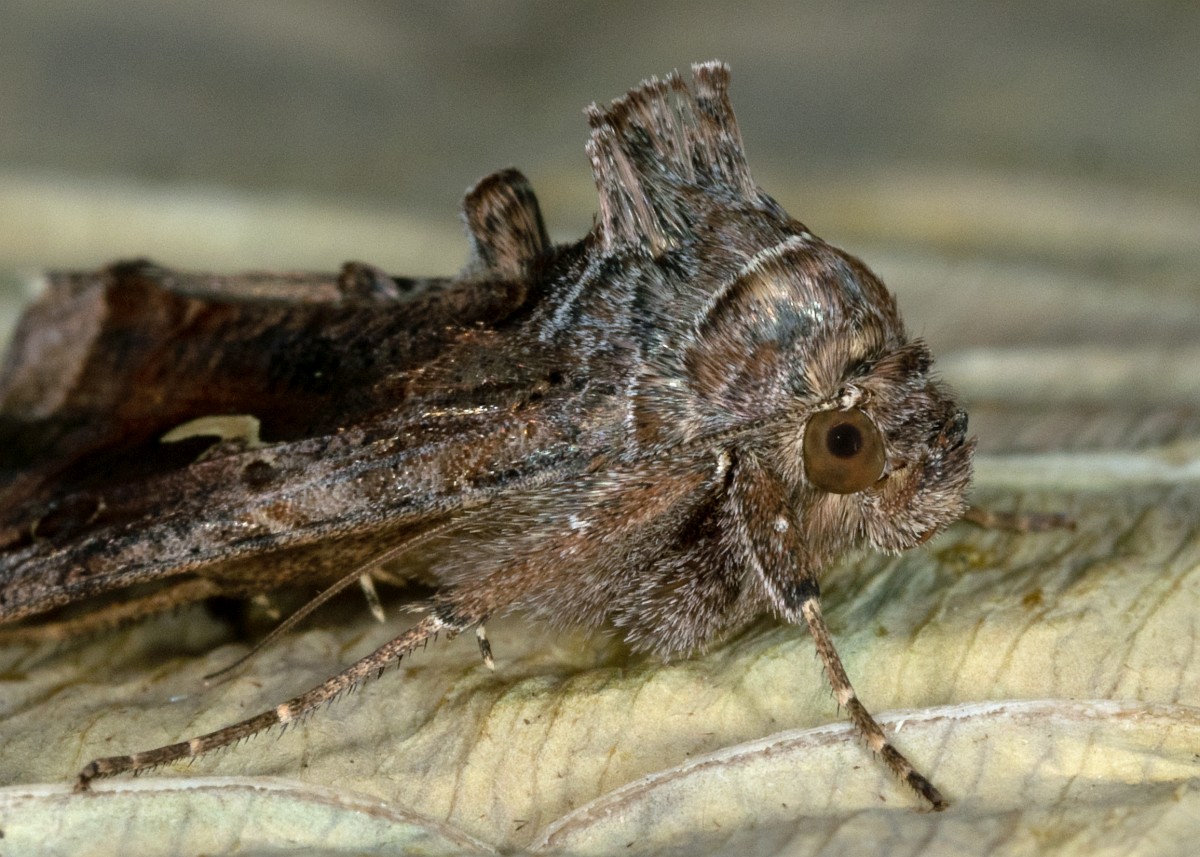 Autographa gamma, Silver Y