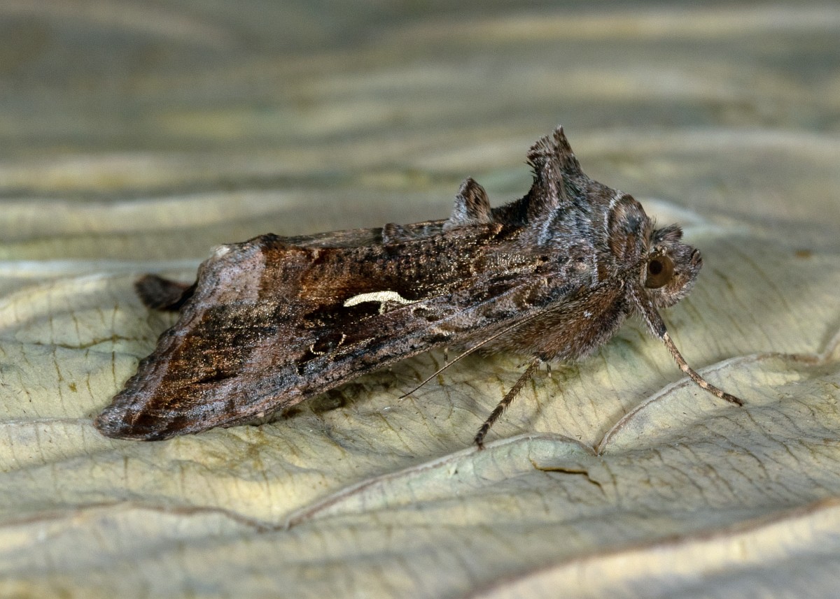 Autographa gamma, Silver Y