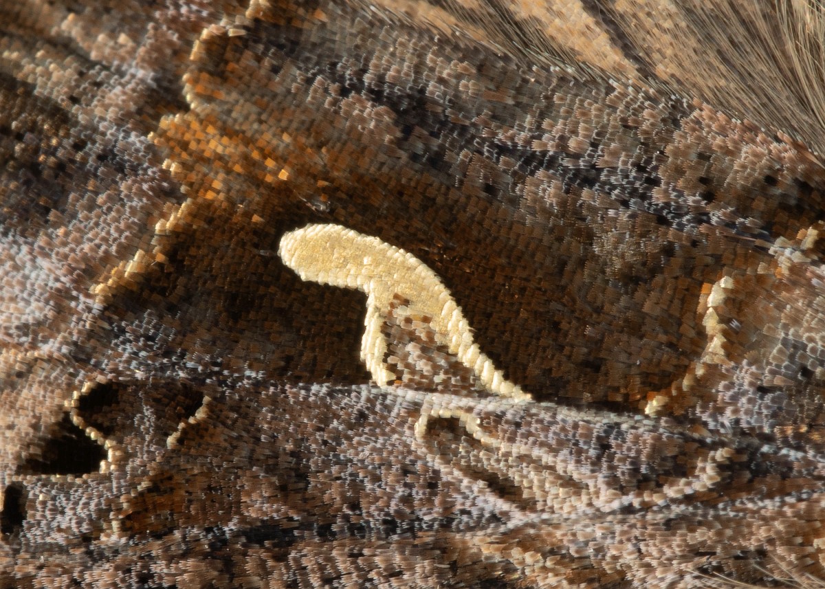 Autographa gamma, Silver Y