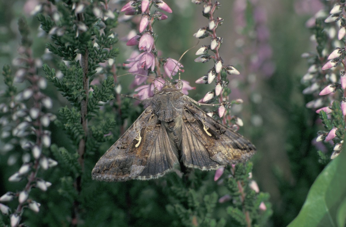 Autographa gamma, Silver Y
