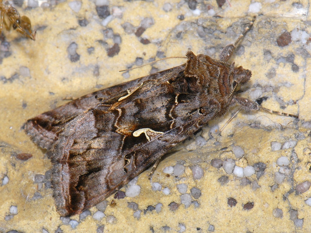 Autographa gamma, Silver Y