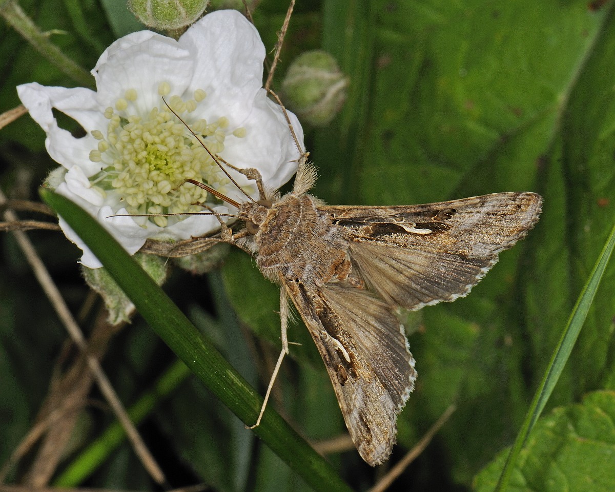 Autographa gamma, Silver Y