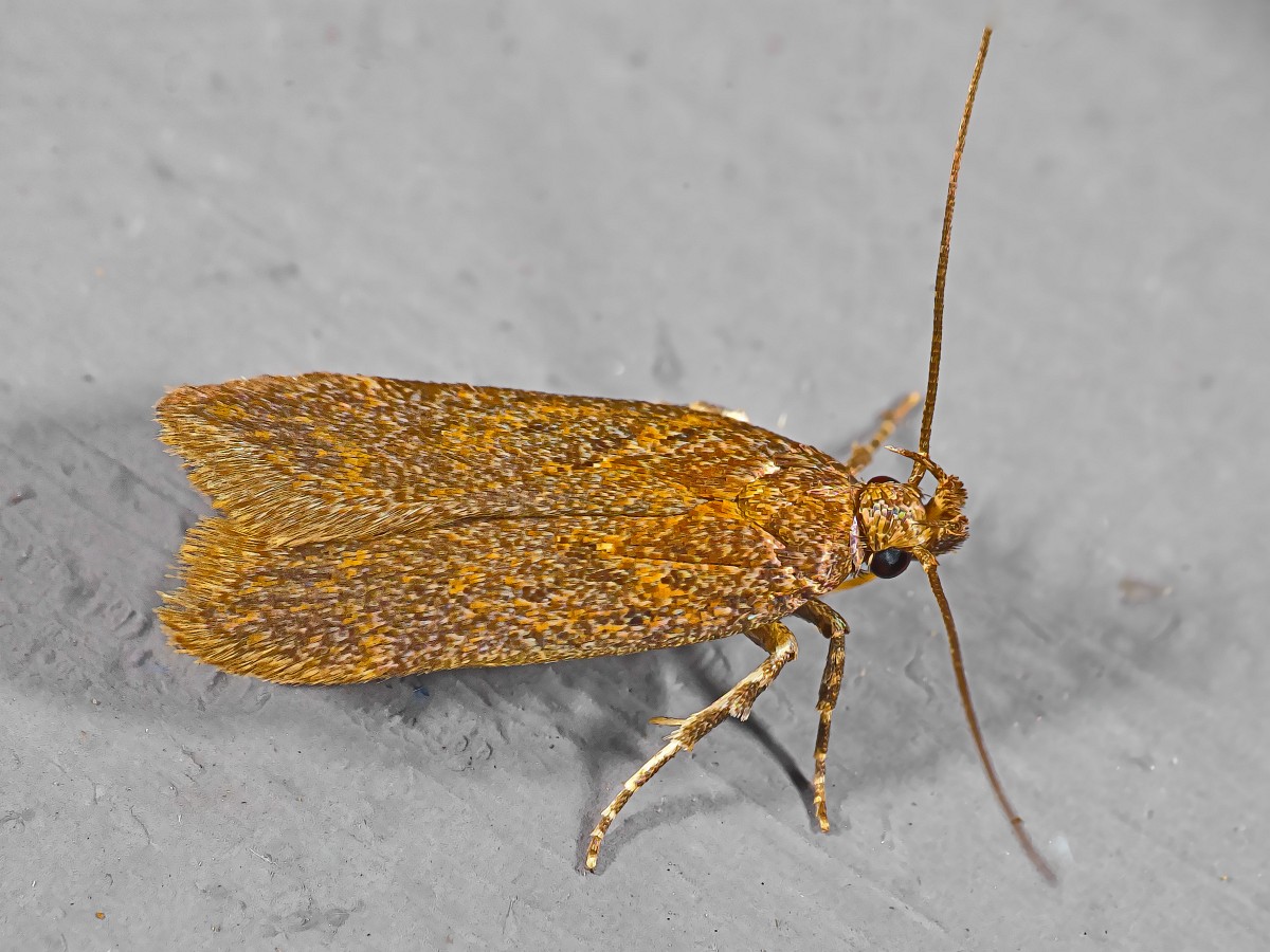 Bryotropha senectella