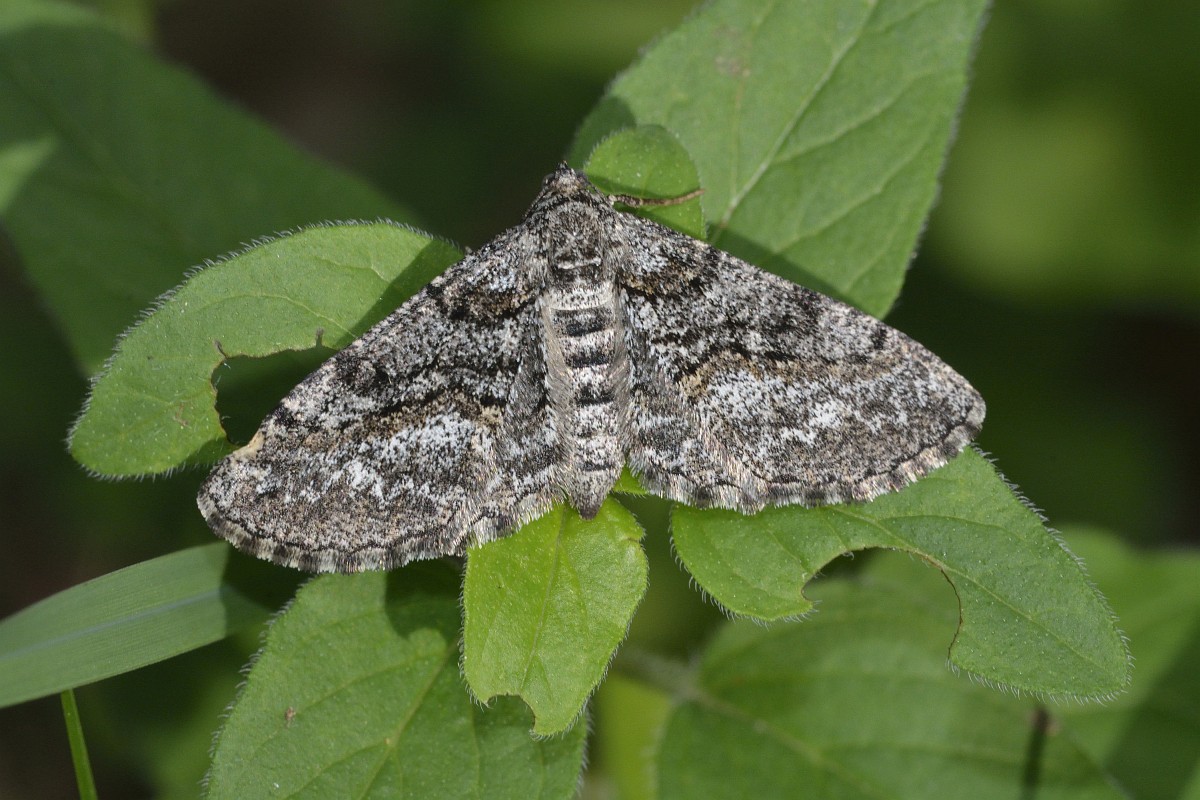 Cleora cinctaria, Ringed Carpet