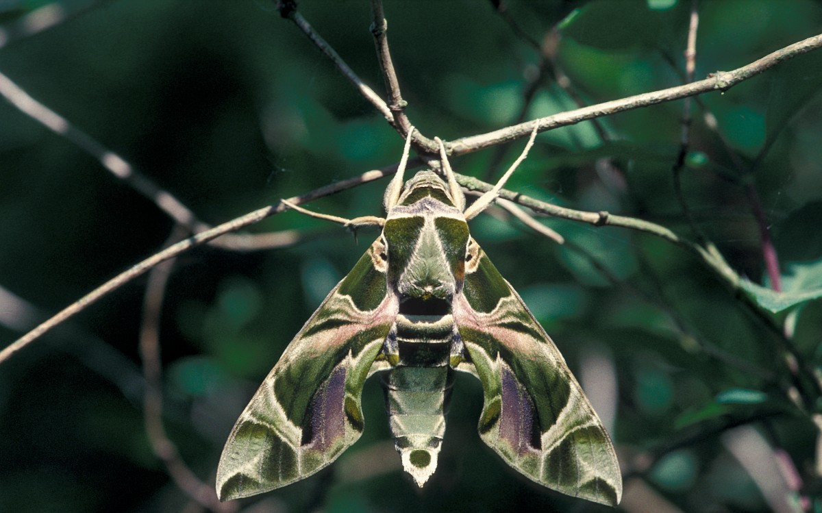 Daphnis nerii, Oleander Hawk-moth