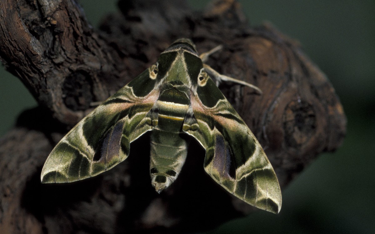 Daphnis nerii, Oleander Hawk-moth