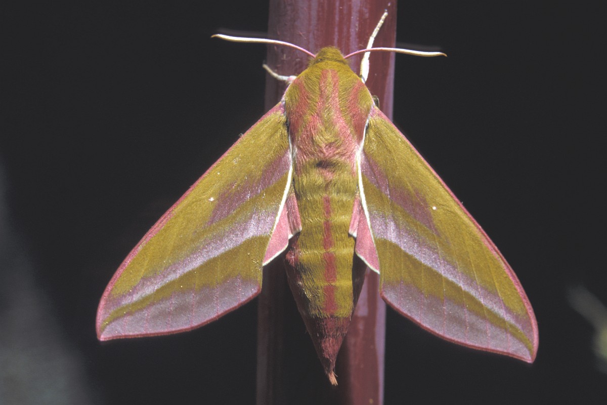 Deilephila elpenor, Elephant Hawk-moth