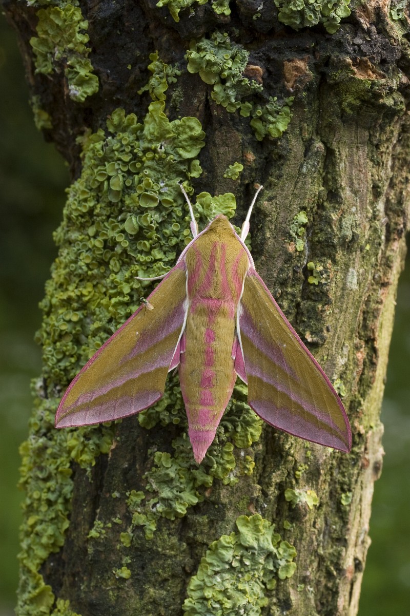 Deilephila elpenor, Elephant Hawk-moth