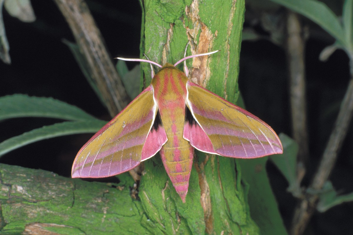 Deilephila elpenor, Elephant Hawk-moth