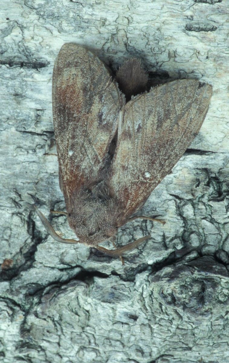 Dendrolimus pini, Pine-tree Lappet