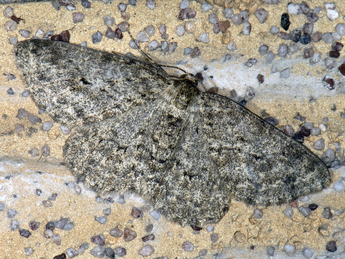 Ectropis crepuscularia, Small Engrailed