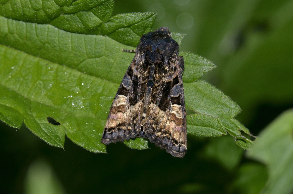 Euplexia lucipara, Small Angle Shades