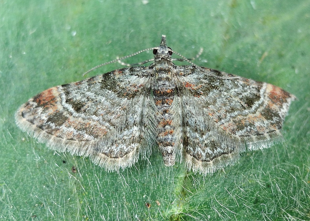 Gymnoscelis rufifasciata, Double-striped Pug
