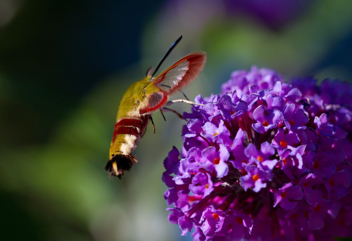 Hemaris fuciformis, Broad-bordered Bee Hawk-moth