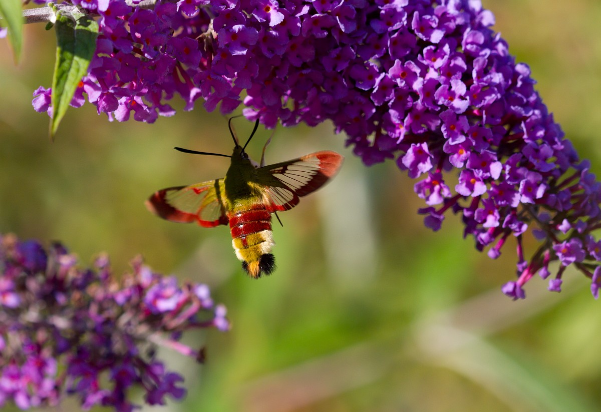 Hemaris fuciformis, Broad-bordered Bee Hawk-moth