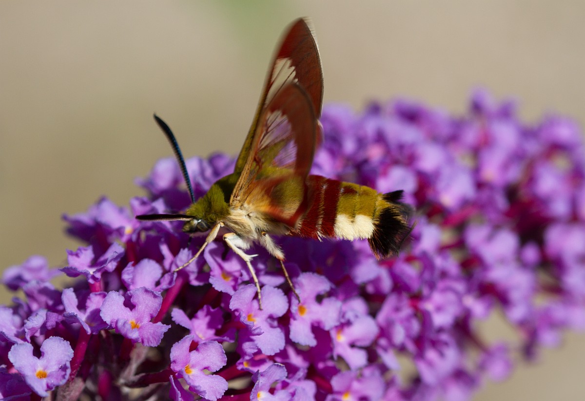 Hemaris fuciformis, Broad-bordered Bee Hawk-moth