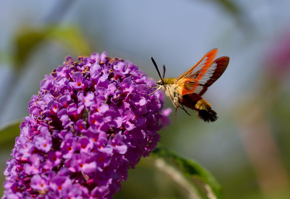 Hemaris fuciformis, Broad-bordered Bee Hawk-moth