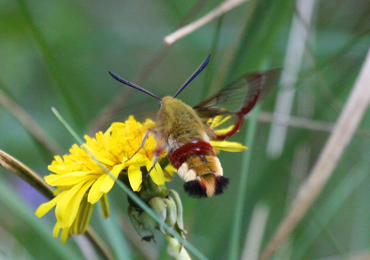 Hemaris fuciformis, Broad-bordered Bee Hawk-moth