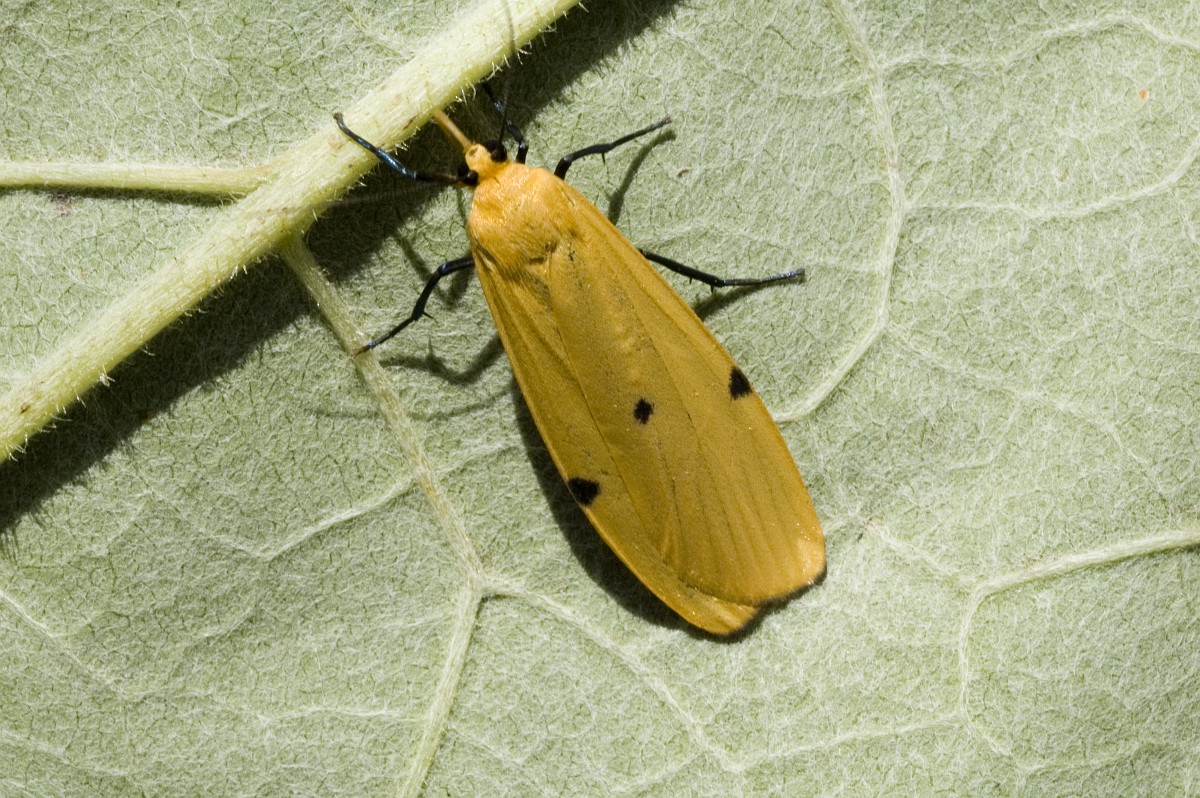 Lithosia quadra, Four-spotted Footman