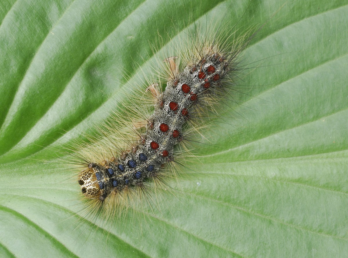Lymantria dispar, Gypsy Moth