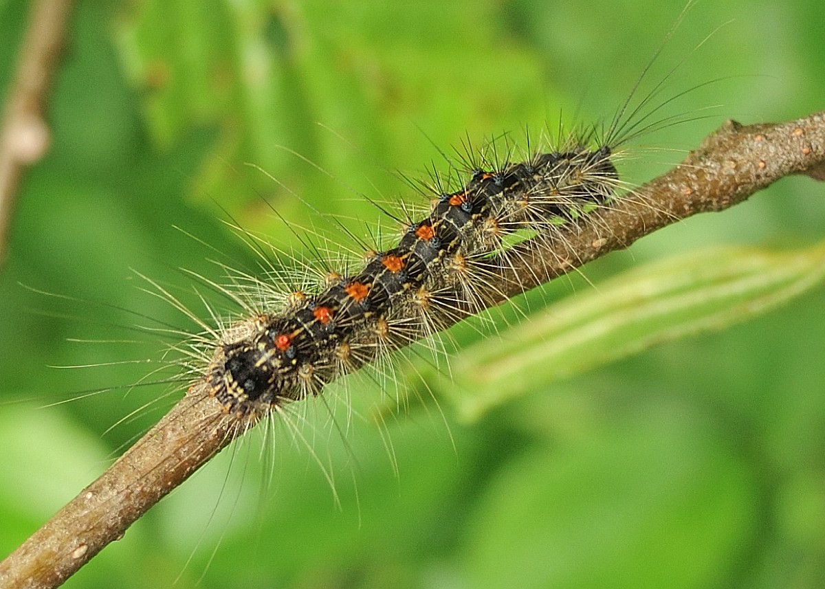 Lymantria dispar, Gypsy Moth