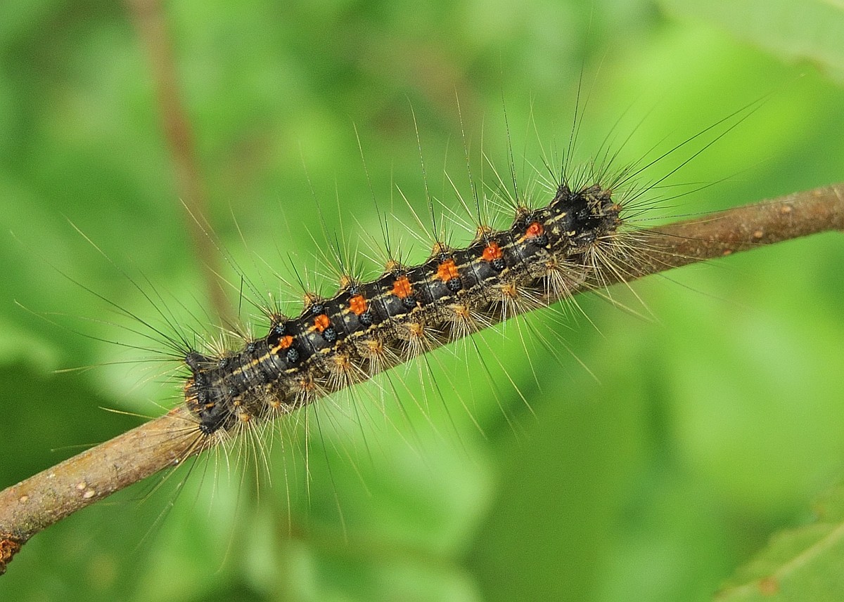 Lymantria dispar, Gypsy Moth