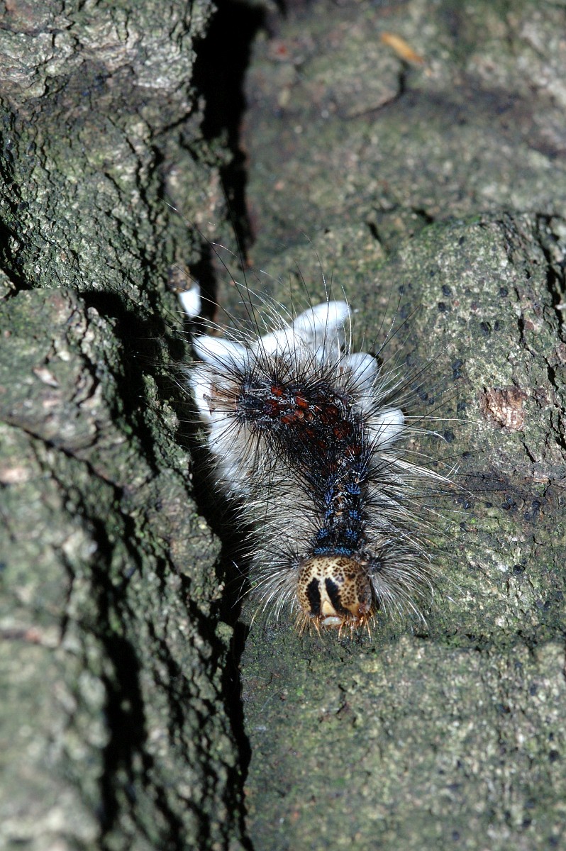 Lymantria dispar, Gypsy Moth