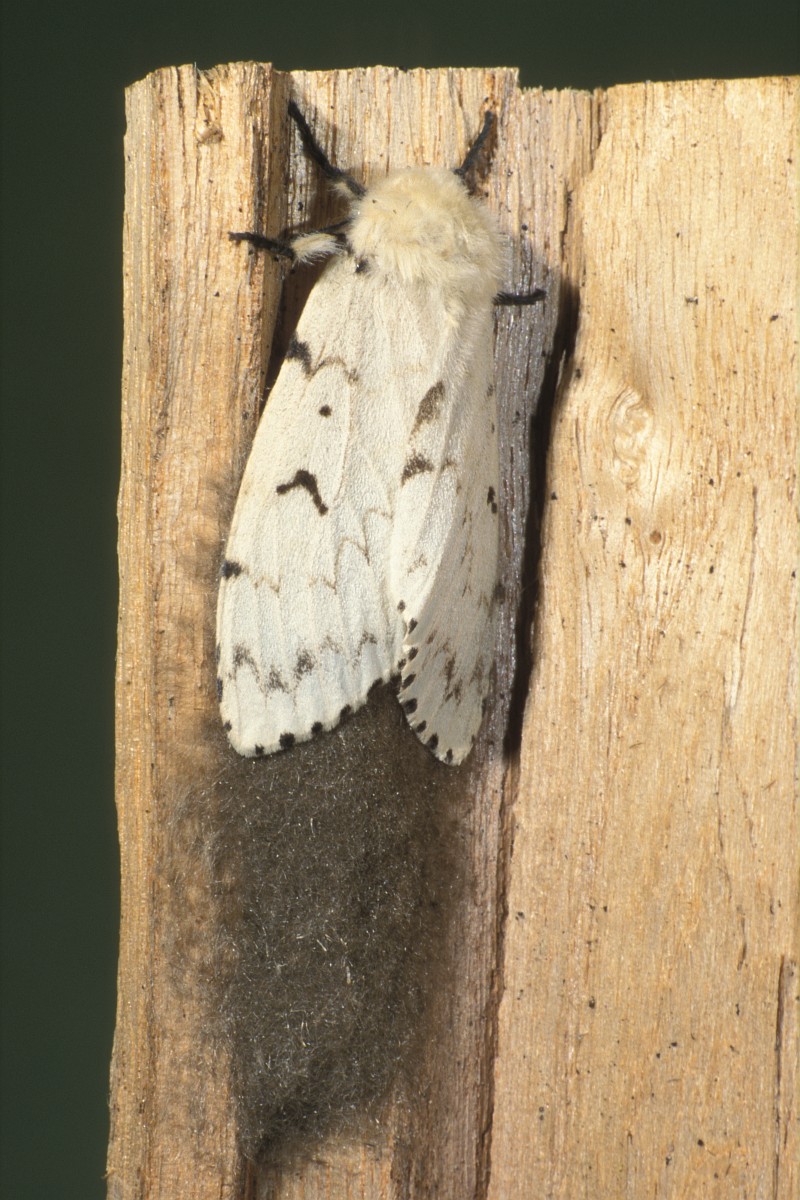 Lymantria dispar, Gypsy Moth