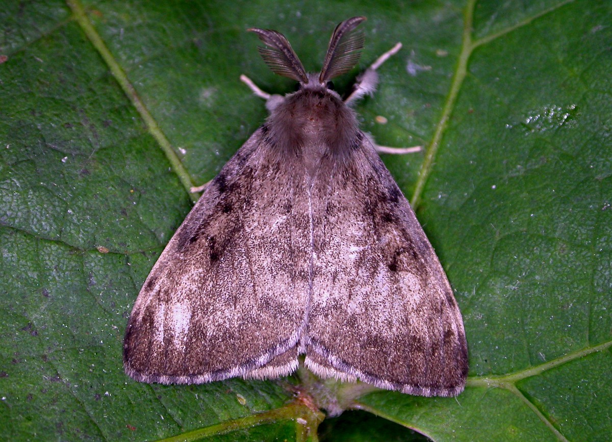 Lymantria dispar, Gypsy Moth