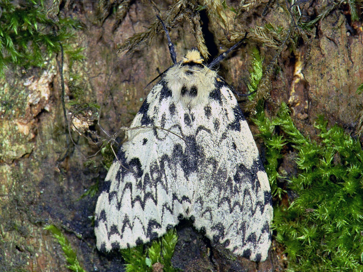 Lymantria monacha, Black Arches