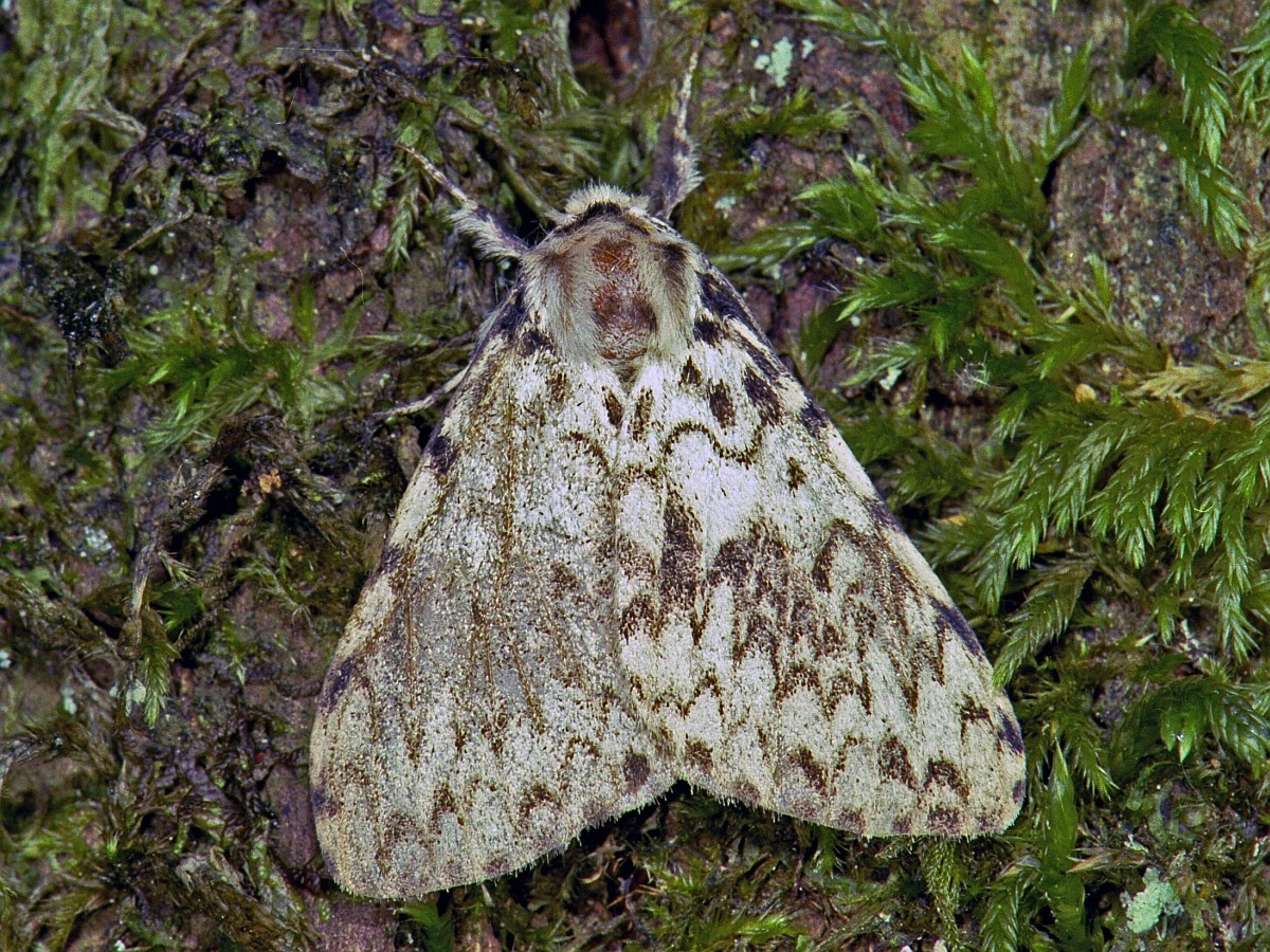 Lymantria monacha, Black Arches